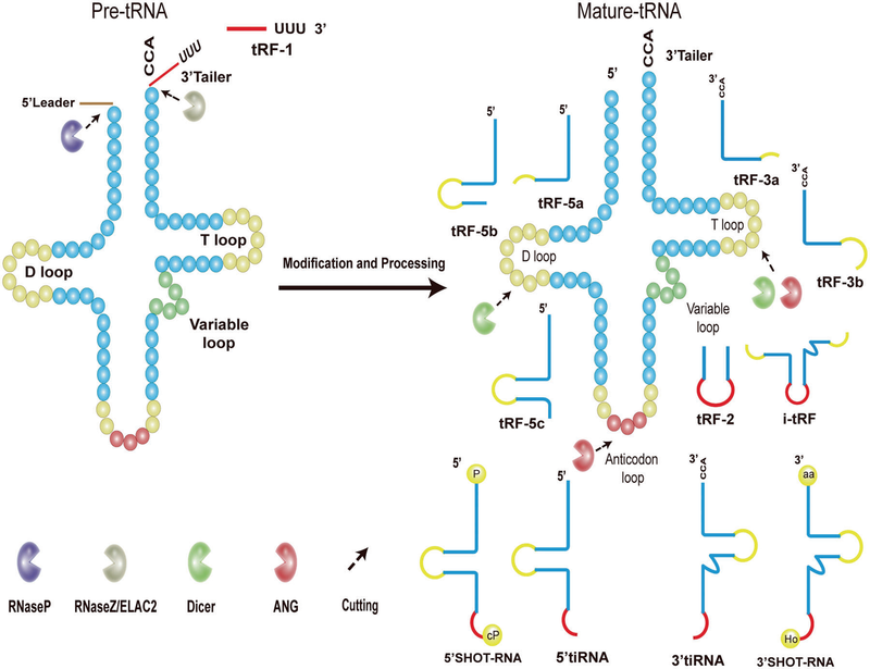 探究lncRNA XIST通过促进tsRNA-Gln-5-0004成熟抑制FDX1 mRNA乙酰化和结直肠癌细胞铜死亡的分子机制 - 合创（广州）生物科技有限公司