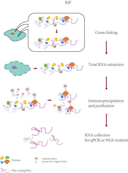 RIP - 合创（广州）生物科技有限公司
