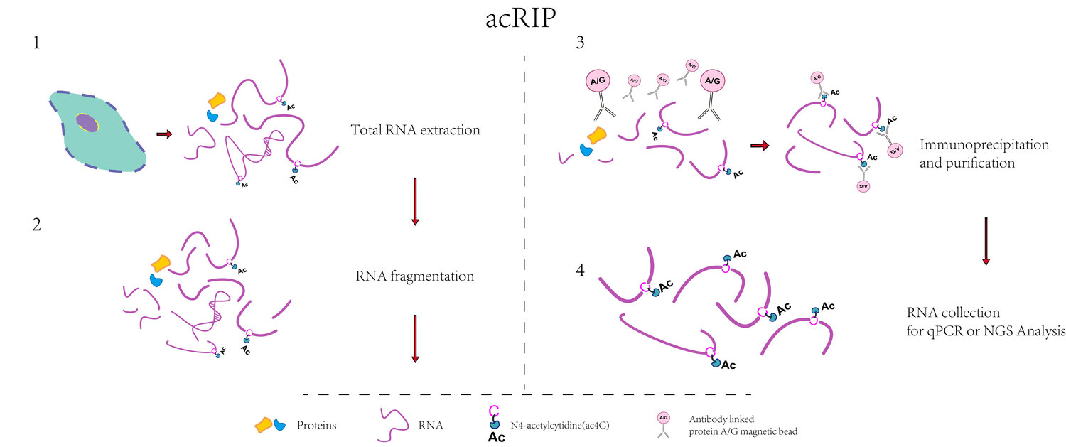 acRIP技术服务 - 合创（广州）生物科技有限公司