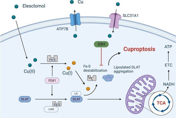铜死亡（Cuproptosis） - 合创（广州）生物科技有限公司