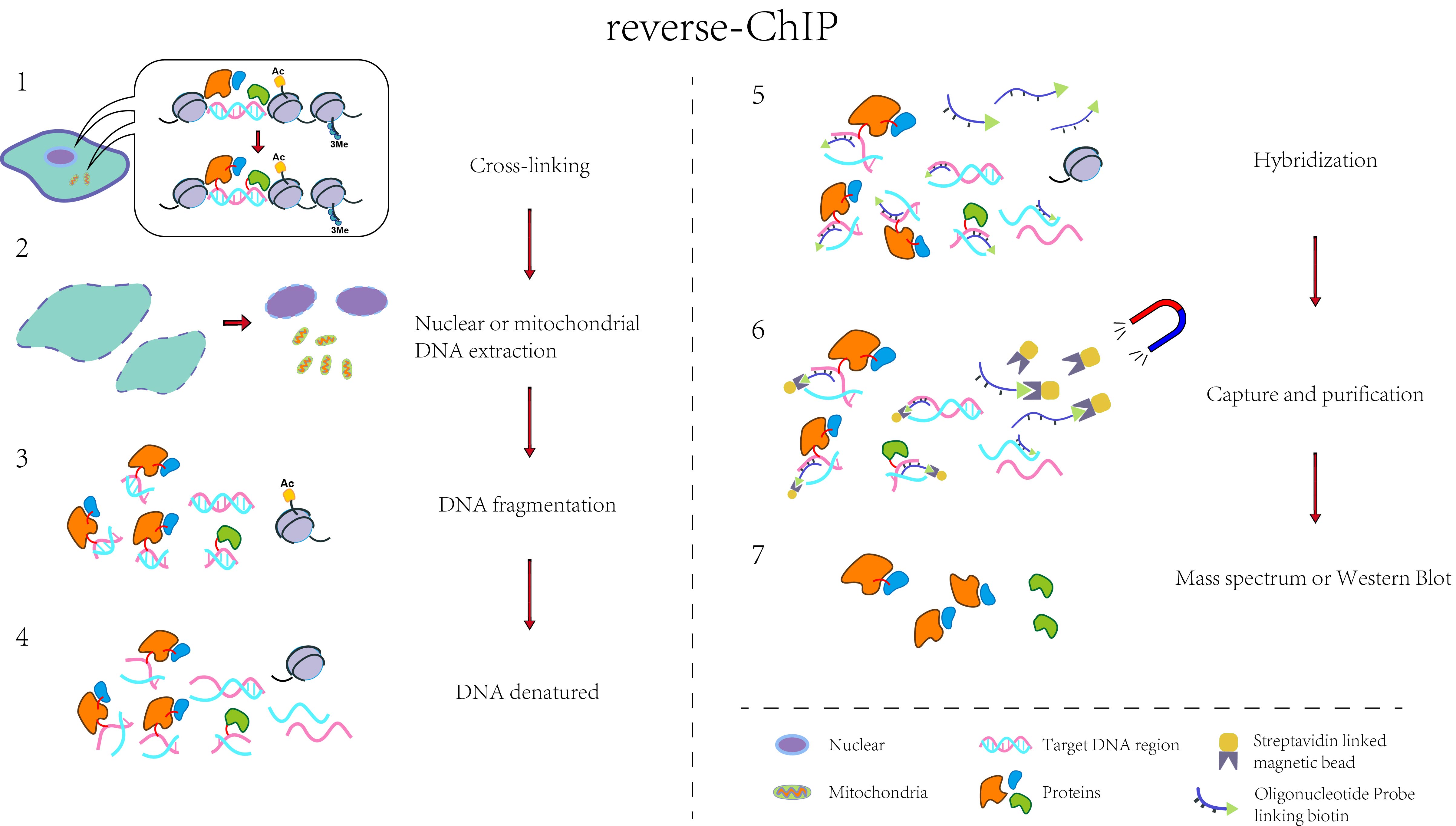 合创（广州）生物科技有限公司