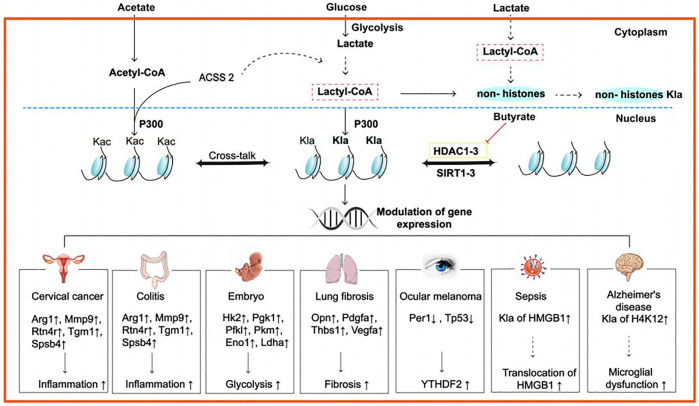 乳酸化/乳酰化修饰（Lactylation） - 合创（广州）生物科技有限公司