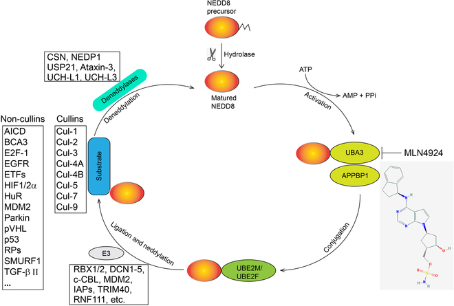 拟素化修饰（Neddylation） - 合创（广州）生物科技有限公司